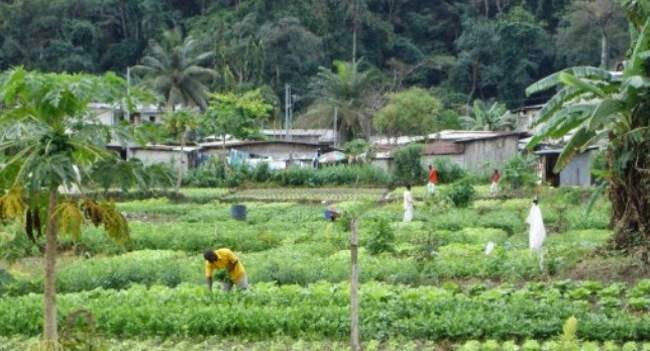 La mécanisation de l'agriculture au Gabon indispensable pour un ...