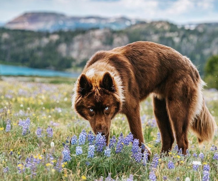 Beautiful Brown Wolf