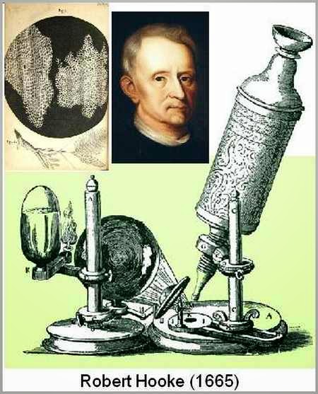 La Célula: Historia