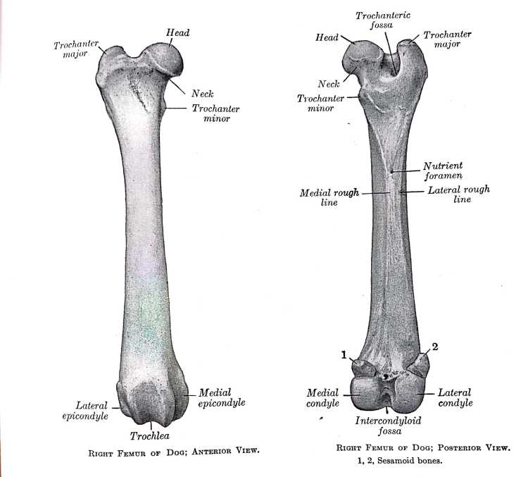 Femur | Gross Anatomy | Anjani Mishra