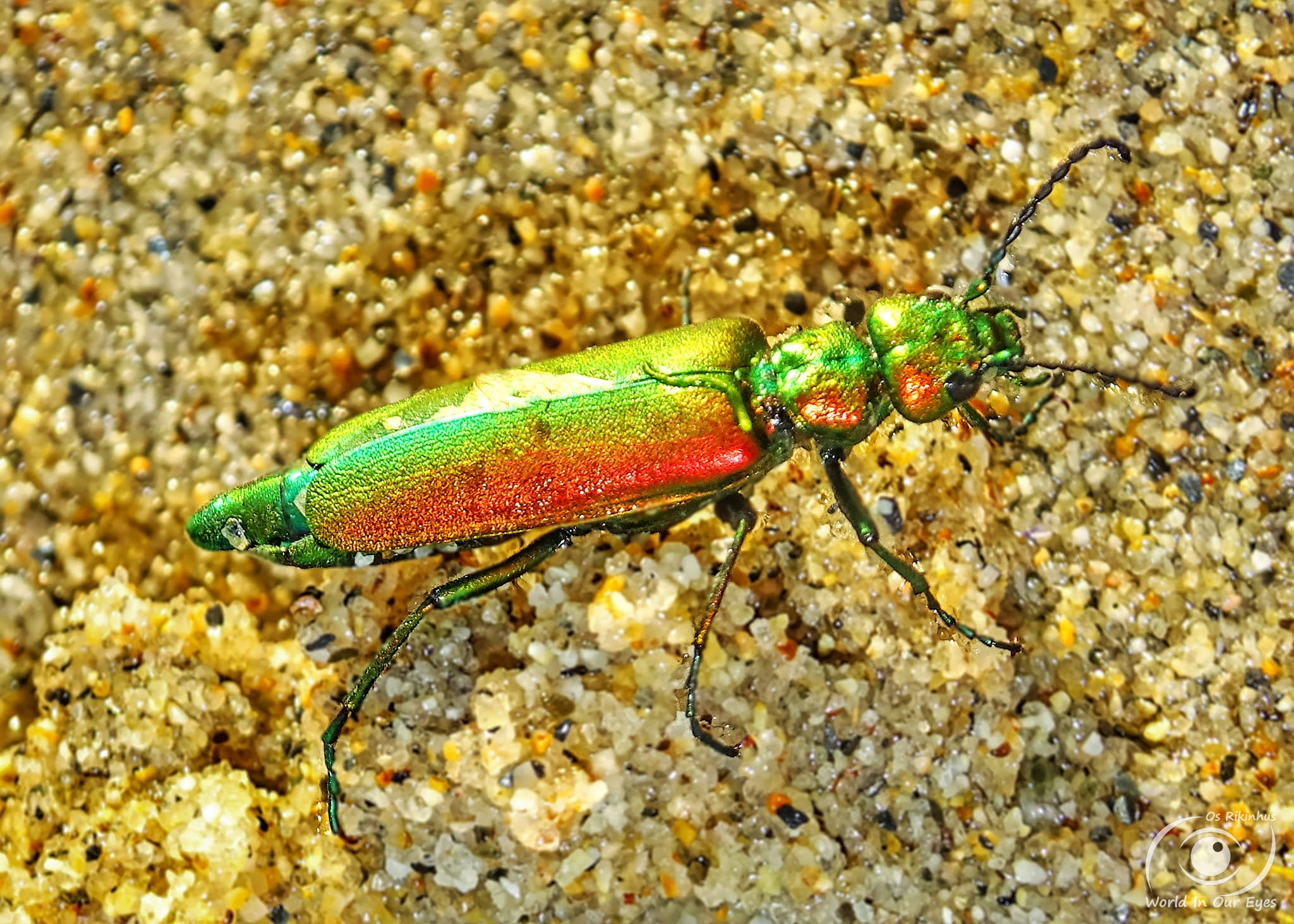 Os Rikinhus: Familia "Meloidae"