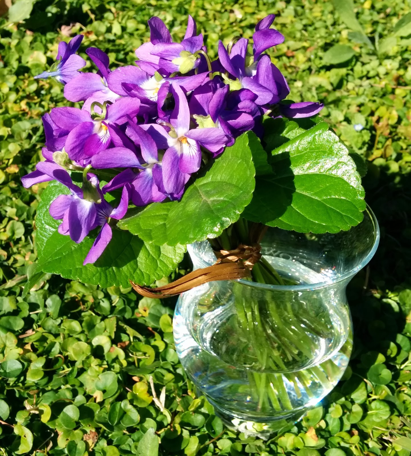 El Galliner de ca la Pima: Ramets de color