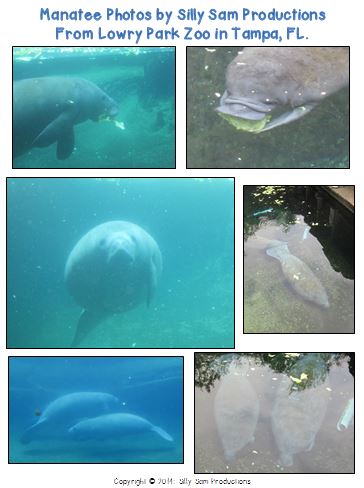 Laugh and Learn with Silly Sam: Manatees! A Wonderful Unit to Explore!