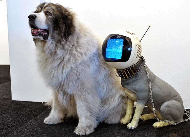 Pisando charcos: Todo sobre los perros