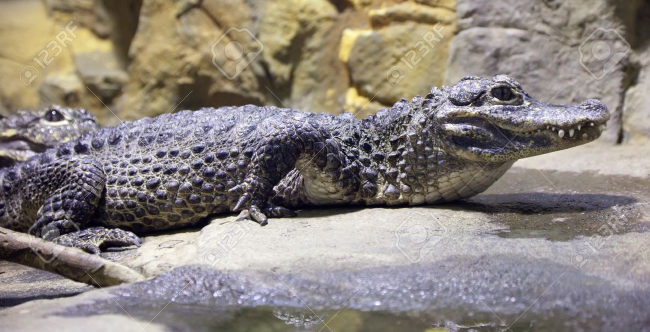 El aligator americano: el lagarto.