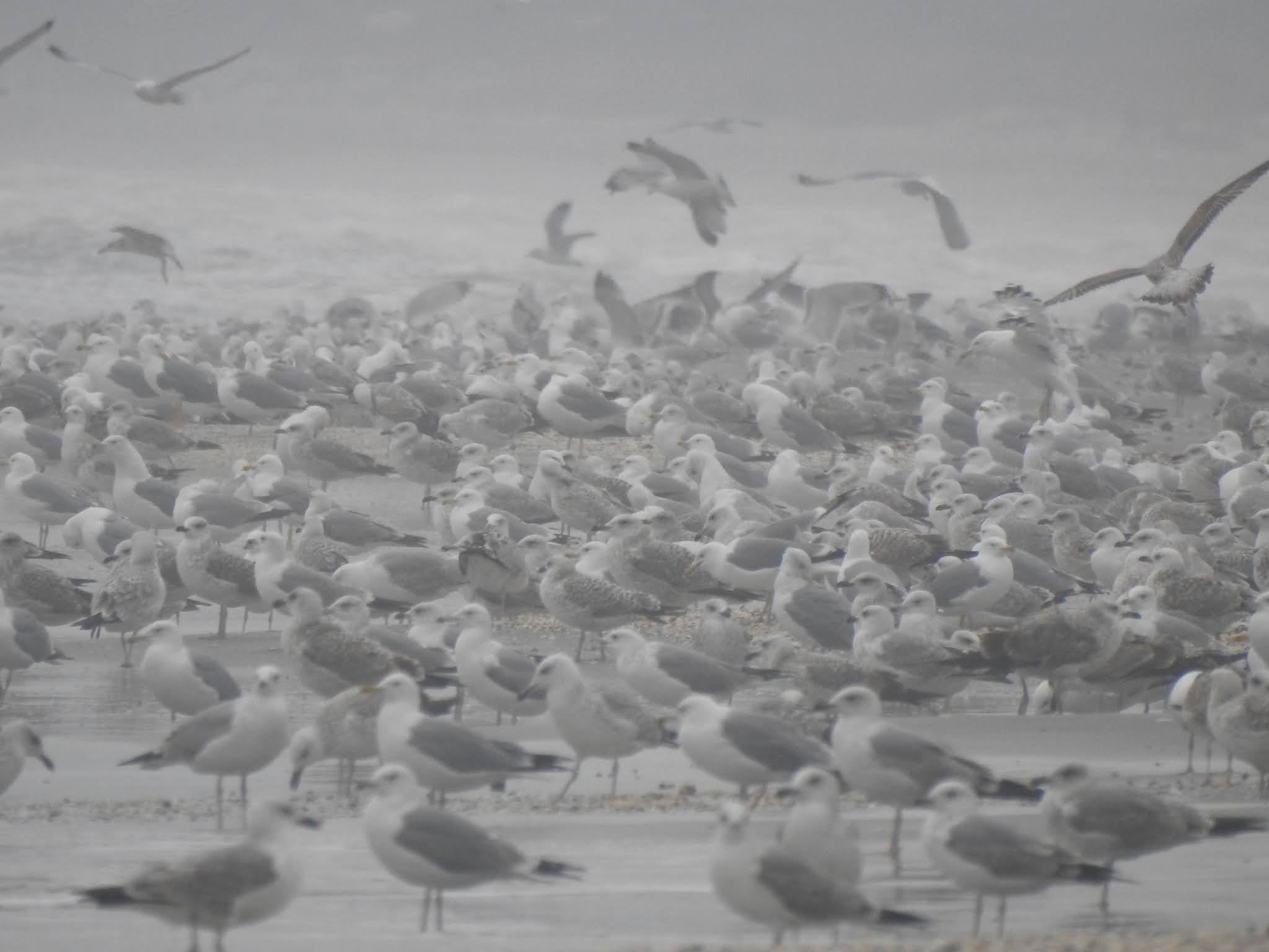 PASARI DIN ROMANIA: PESCARUS NEGRU, Larus marinus