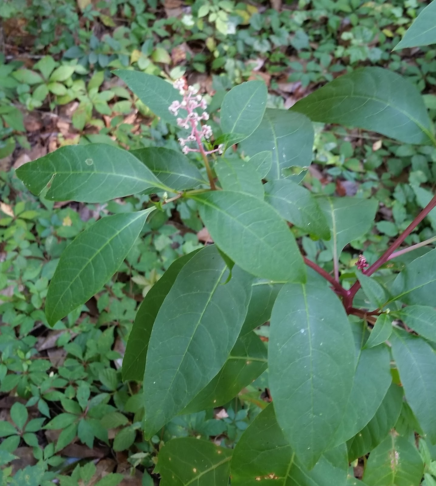 My North Florida Plants: Pokeweed