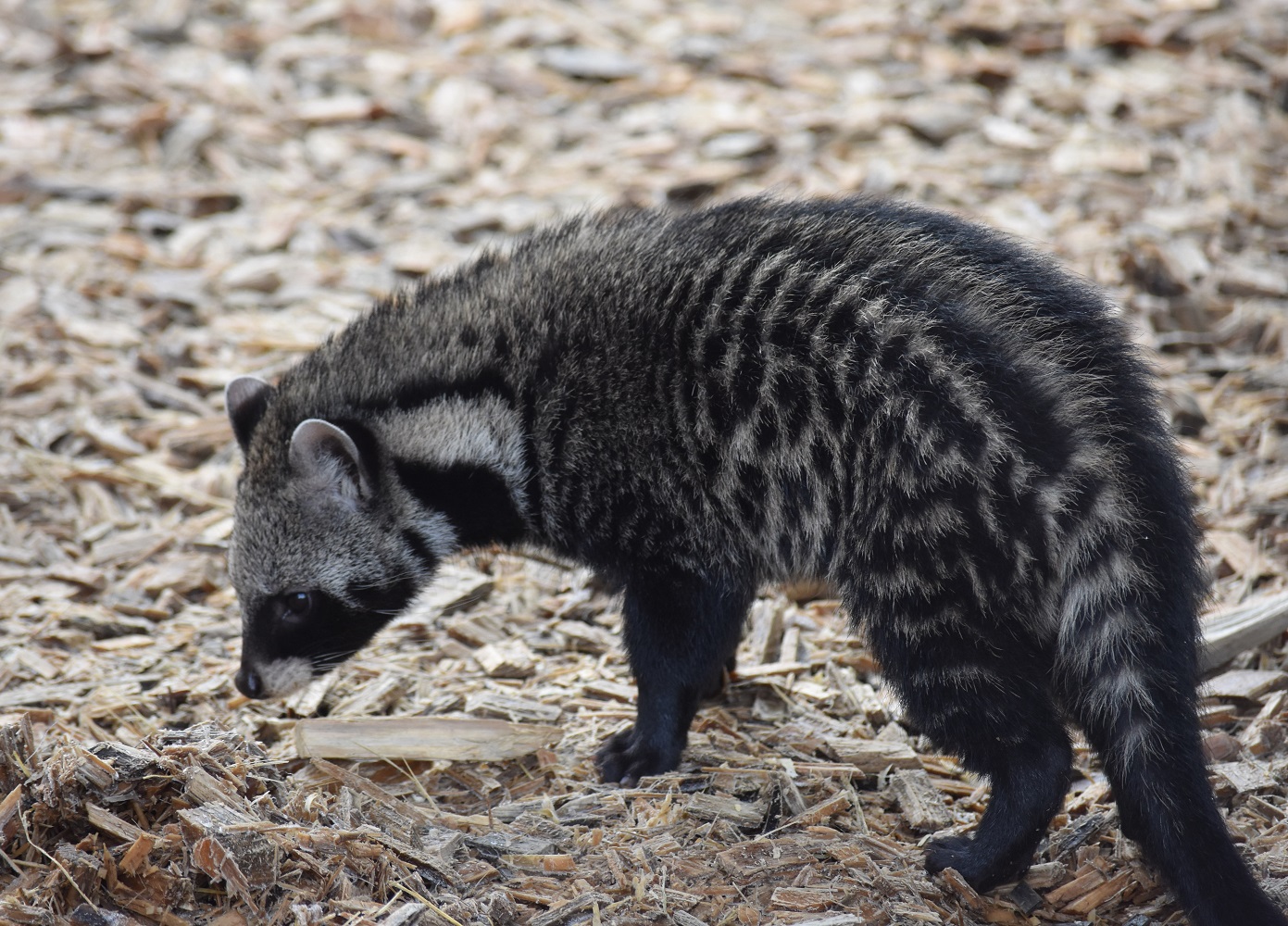 ZOOTOGRAFIANDO (6.100 ANIMALS): CIVETA AFRICANA / AFRICAN CIVET ...