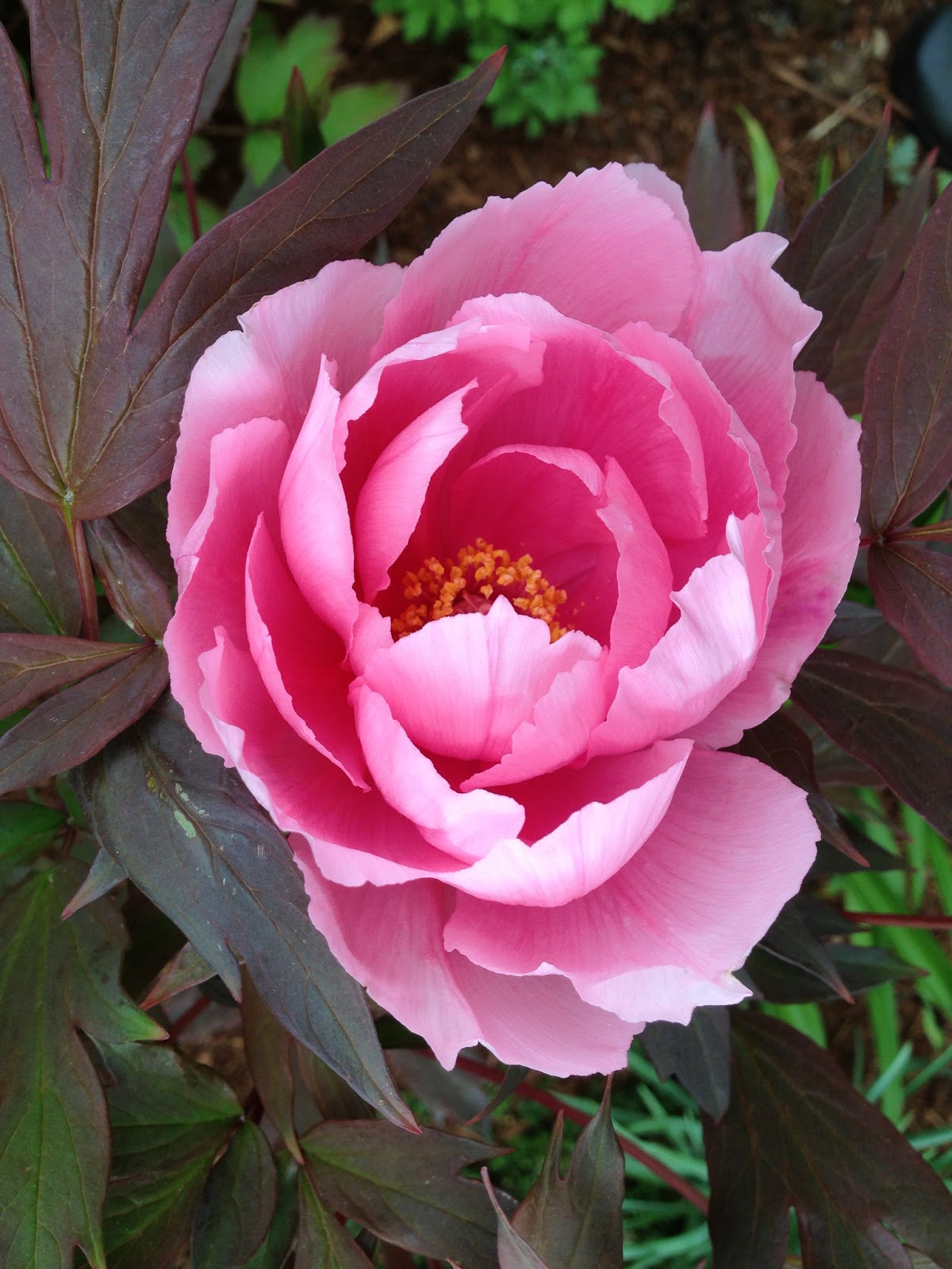 The Lents Farmer: Peonies - Round Two!