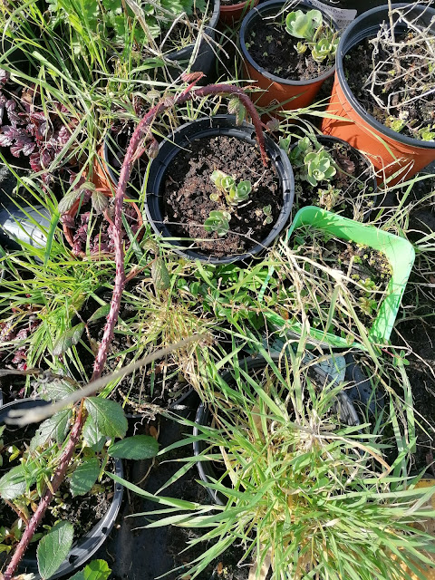 NORTHSIDER : A Bramble Put Down Roots In One of My Perennials Plant Pots.