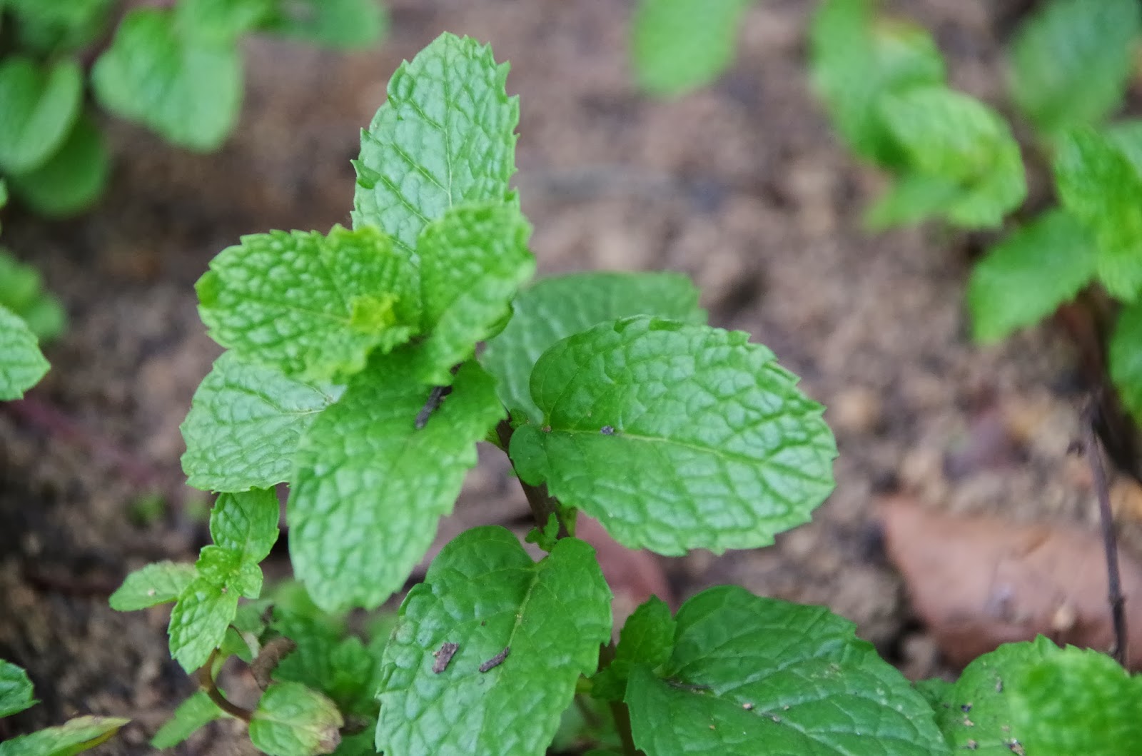 Trees and Plants: Mint