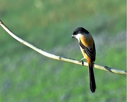 14. PENTET/CENDET/PLENTET