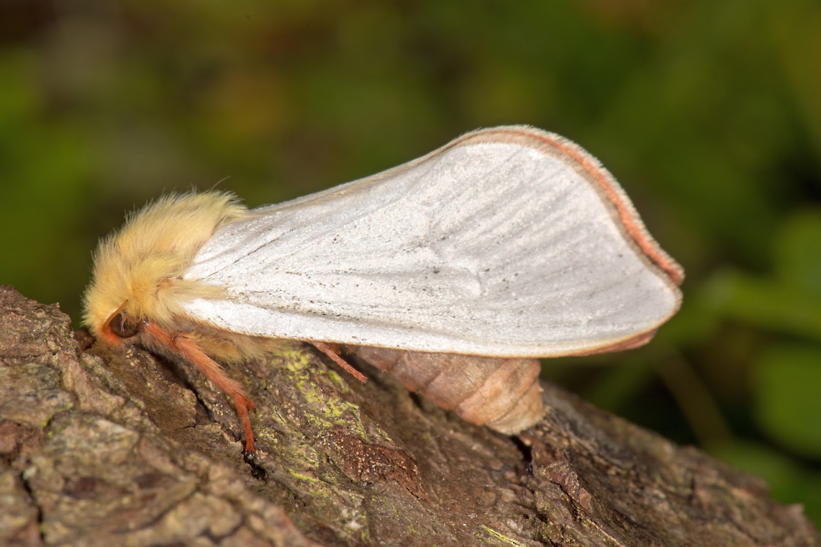 Ceredigion Moths: Ghost Moth