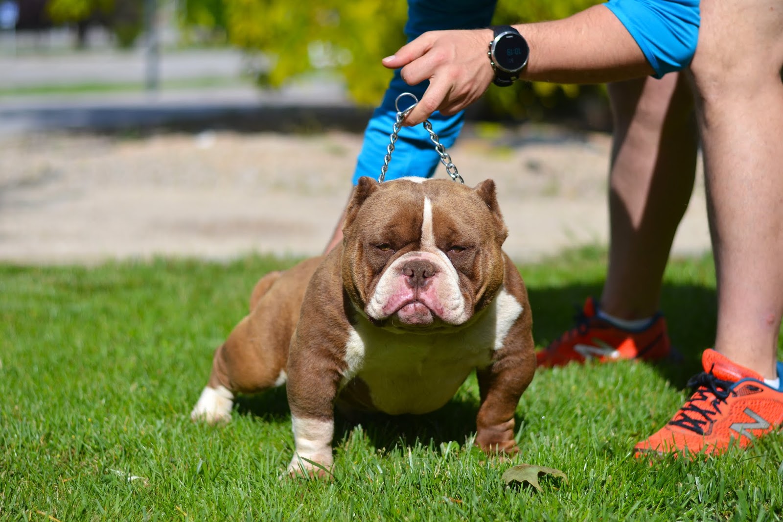 Cria y Seleccion del American Bully: Machos