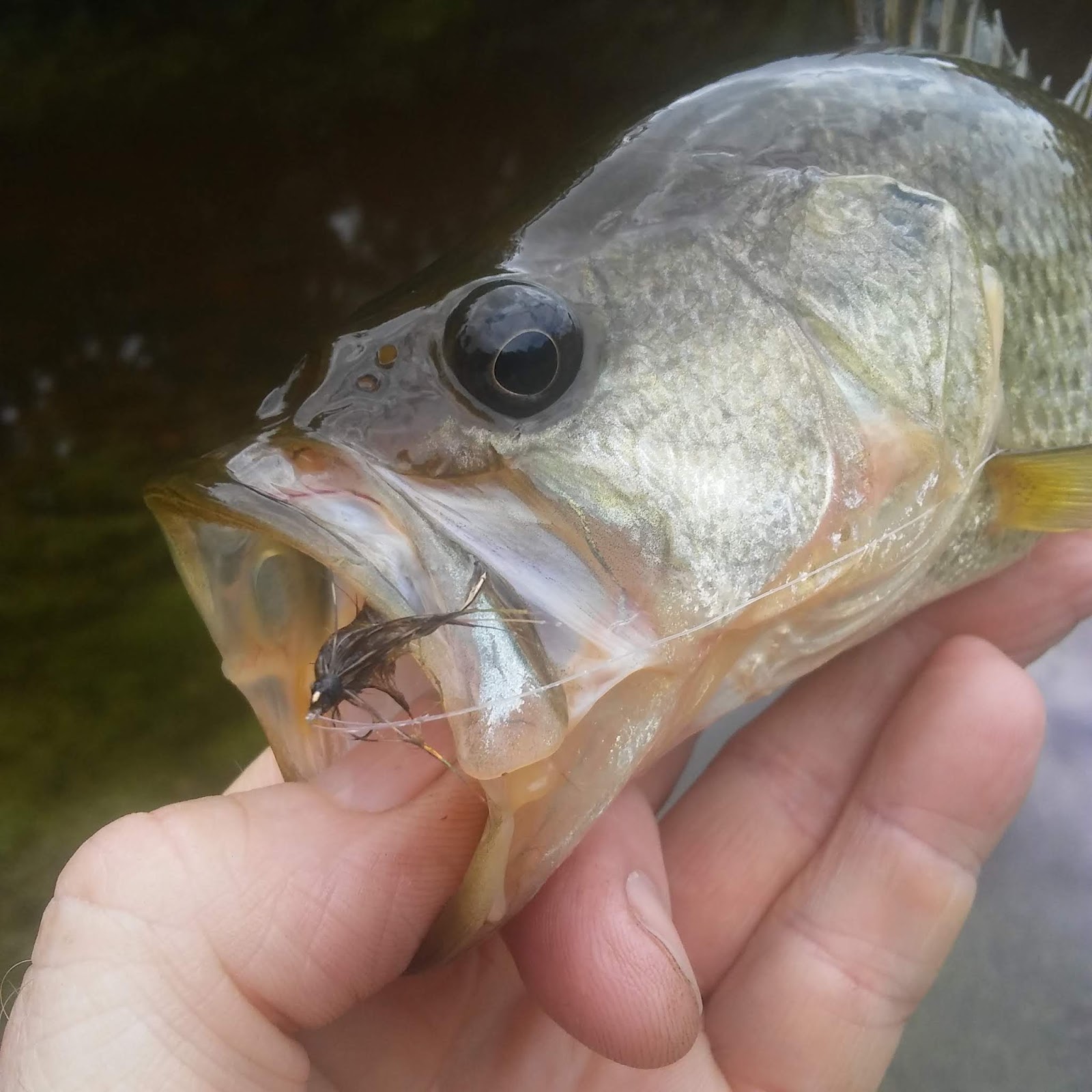 Palmetto Fly N' Fish: Of Sleeping Late and Fuzzy Nymphs