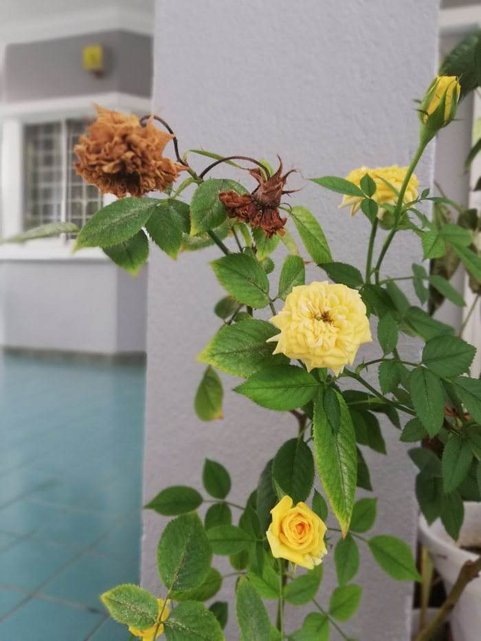 In Photos #5 Flowery