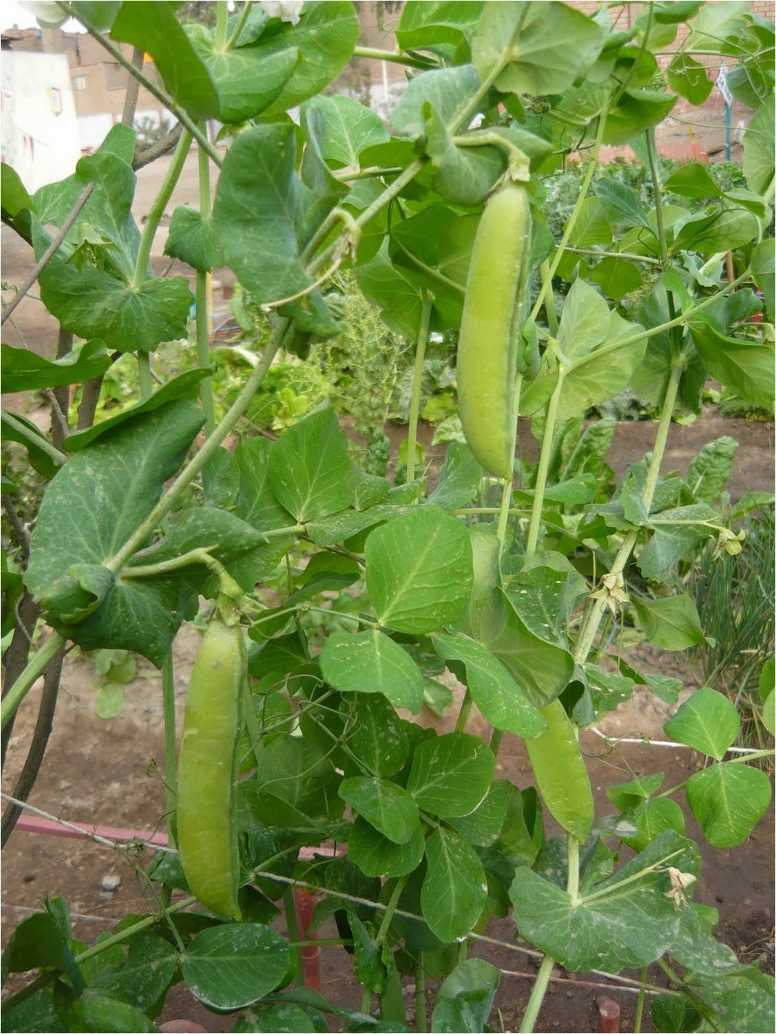 ALTERNATIVA ECOLÓGICA: CULTIVO DE ALVERJAS