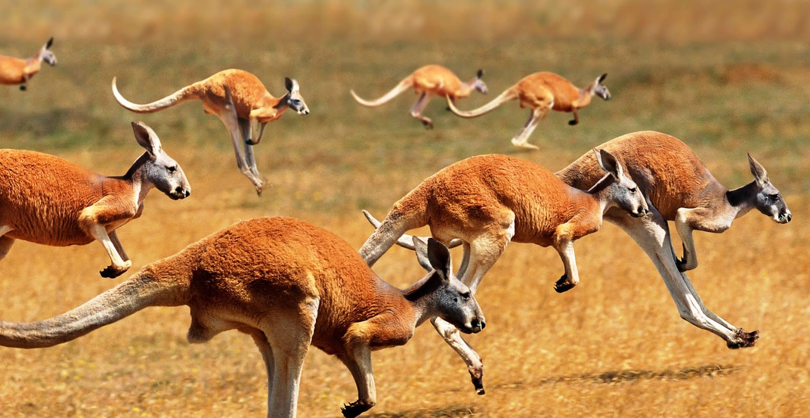 Wild Animal & Nature History: KANGAROO कंगारू