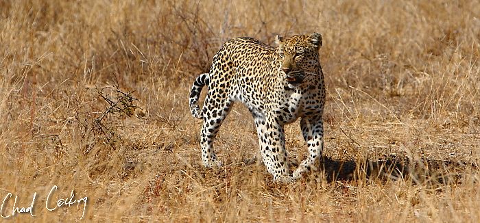 .: 16th August – Leopard Central!