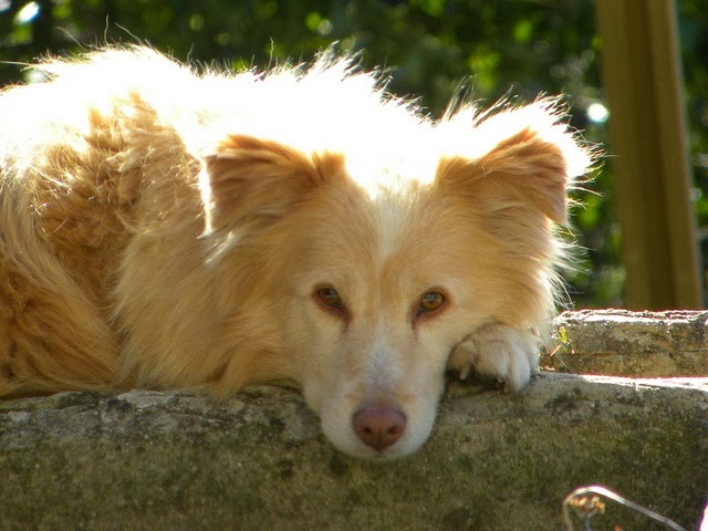 Ir(relevant) Profoundities: Aidi - Dog Breed Profile