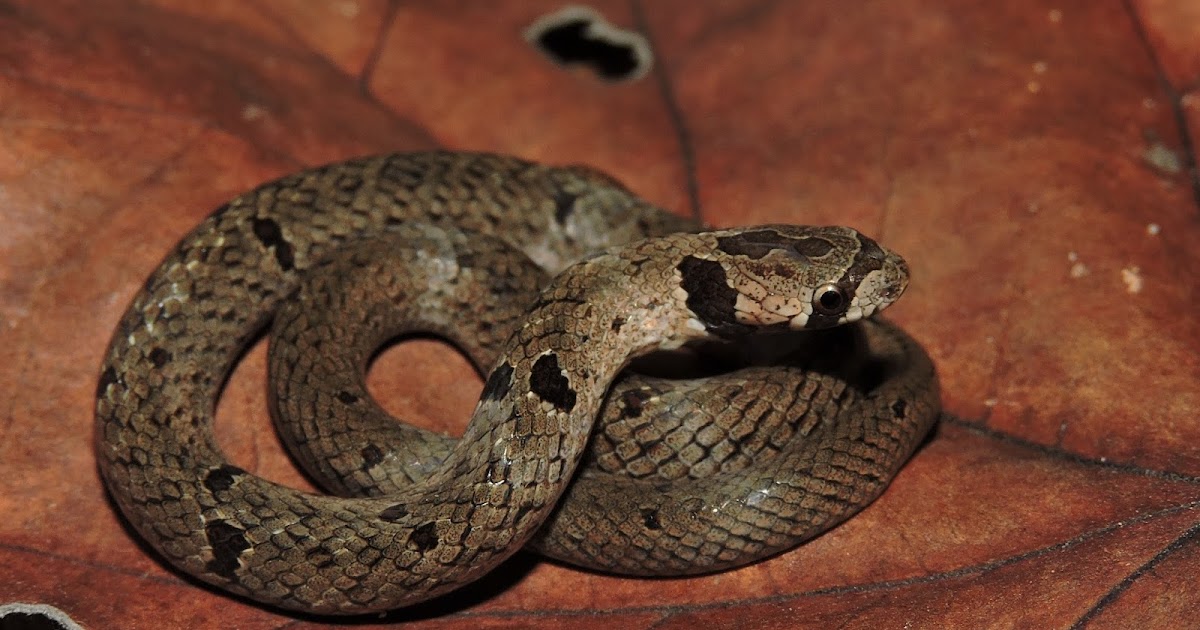 Dumeril's Kukri Snake/පුල්ලි දත්කැටියා (Oligodon sublineatus-Duméril ...