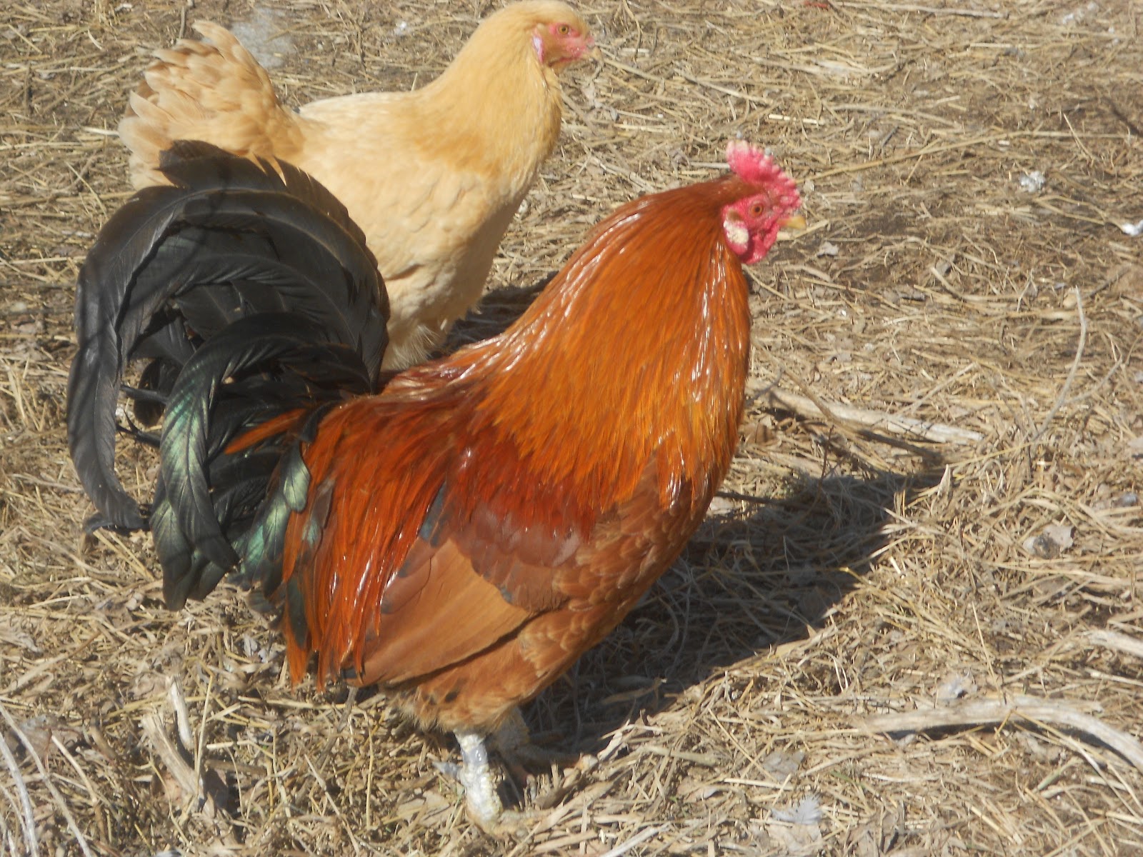 RAMSAY FARMS: Here chick, chick, chick!