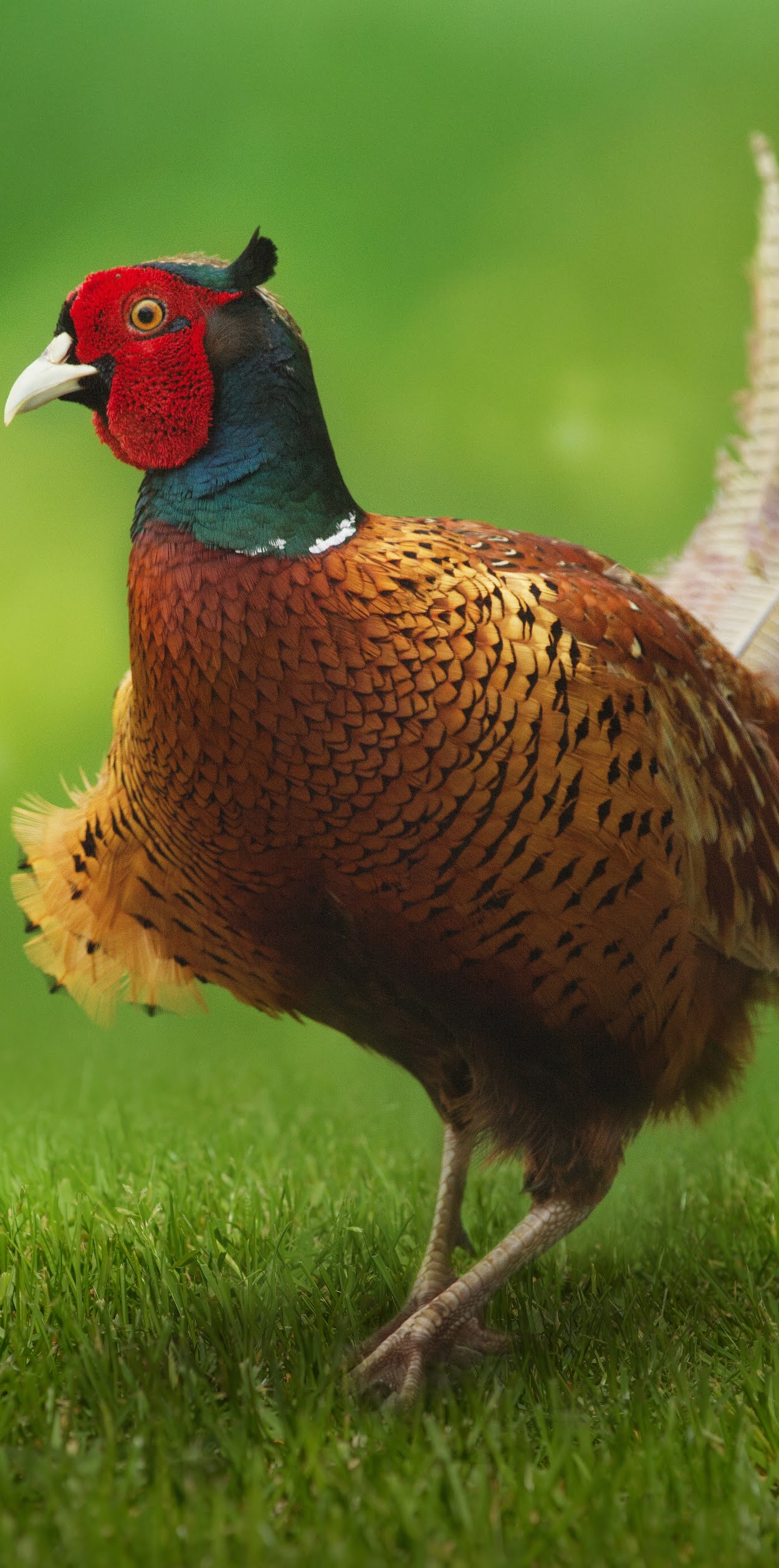 A beautiful pheasant - About Wild Animals