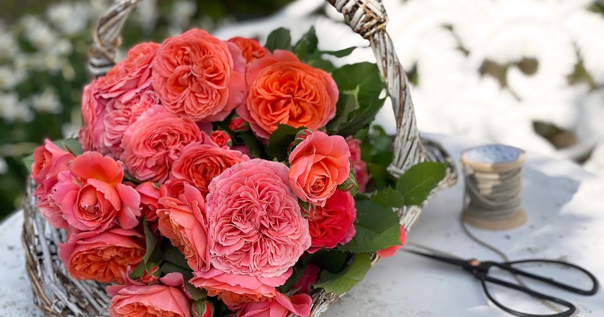 ROSE GARDEN Malevik: fler FRANSKA rosor ~ more FRENCH roses