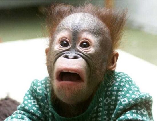 Fotos engraçadas de macacos | Mega Blog de Humor