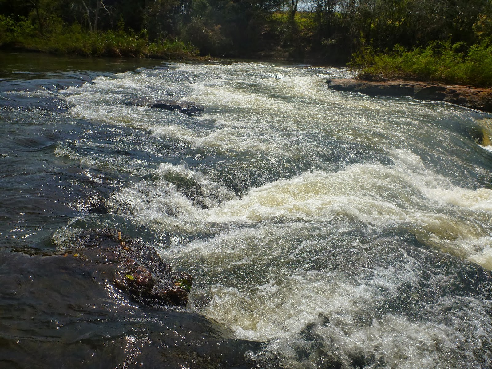 Distribuição de Esponjas Continentais no Baixo Curso do Rio da Bulha
