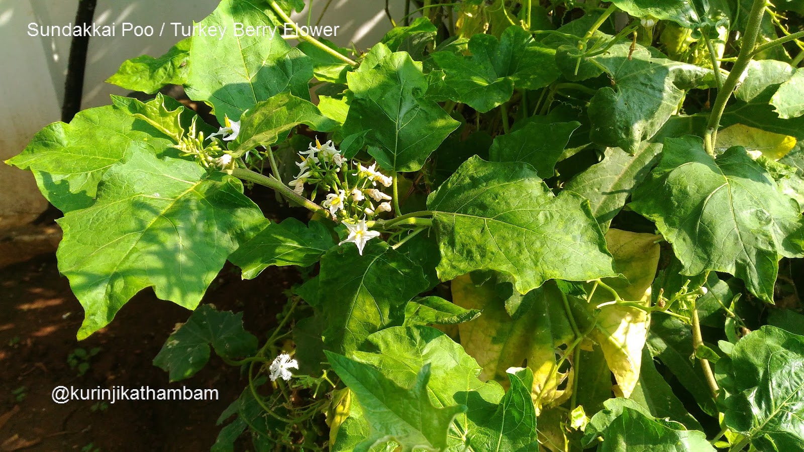 Flowers from My Cam: 7. Sundakkai Poo / Turkey Berry Flower ~ Kurinji ...
