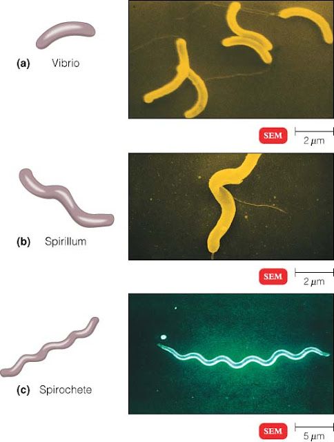 Bakterijos ~ Mikrobiologija - kas tai?