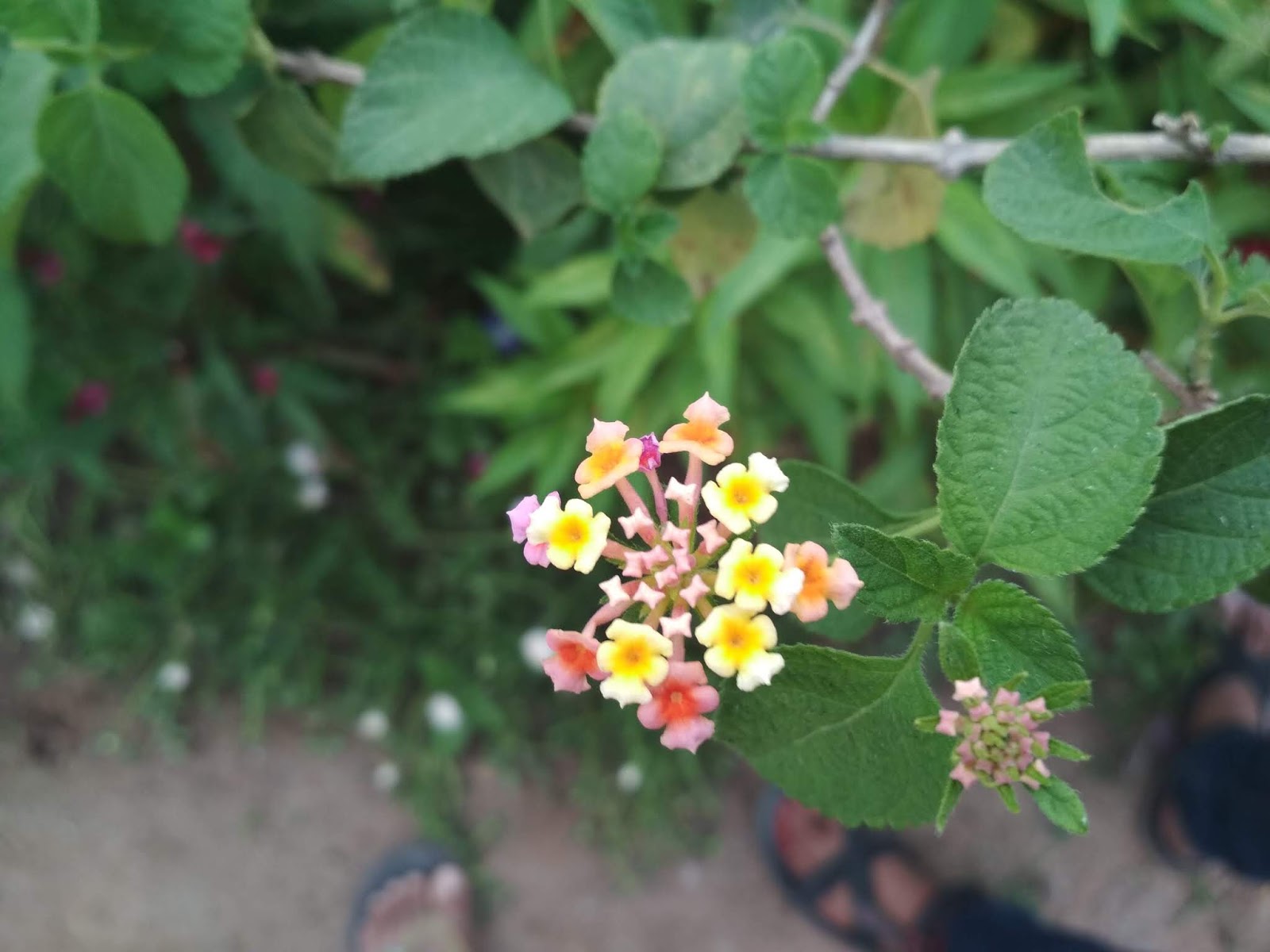 lantana flower
