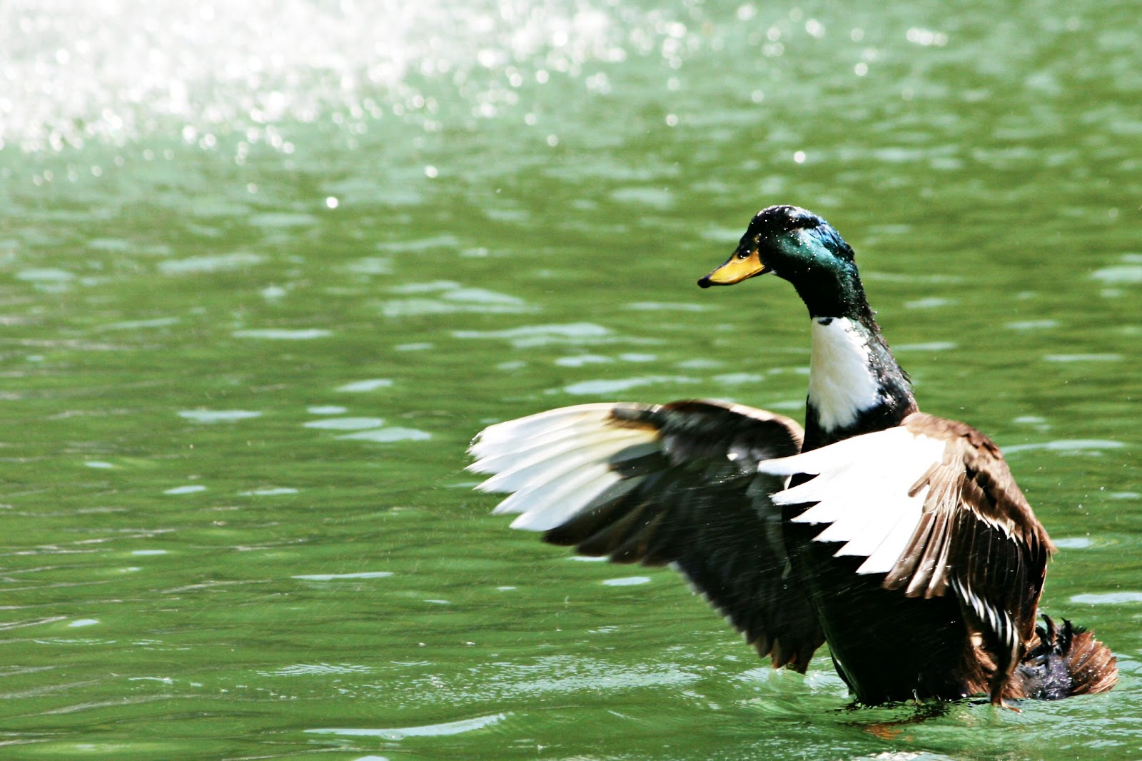 Two Bears Farm and the Three Cubs: The Salem Duck Pond
