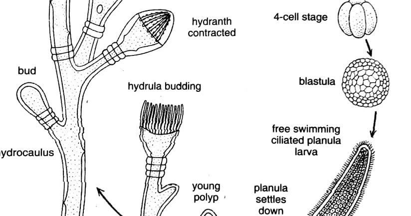 Metagenesis in Obelia