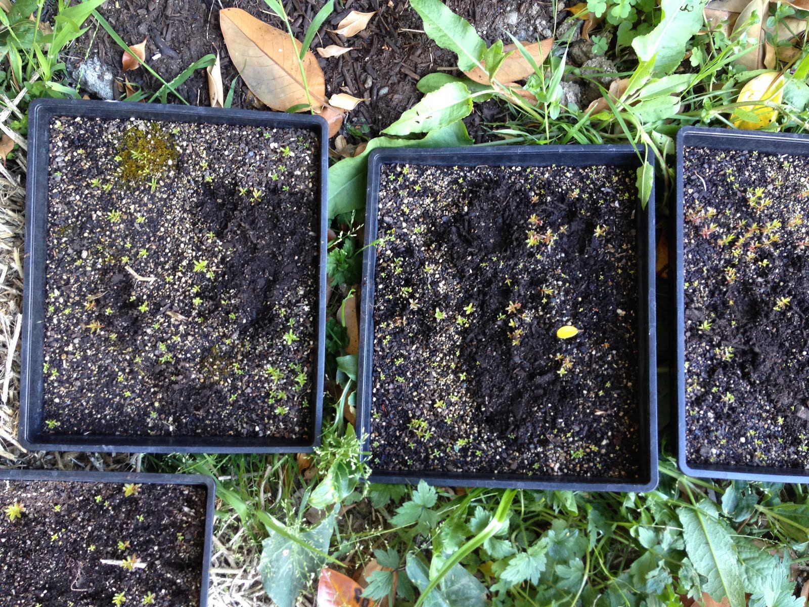 Beekeepers Blog: How to grow manuka trees from seed