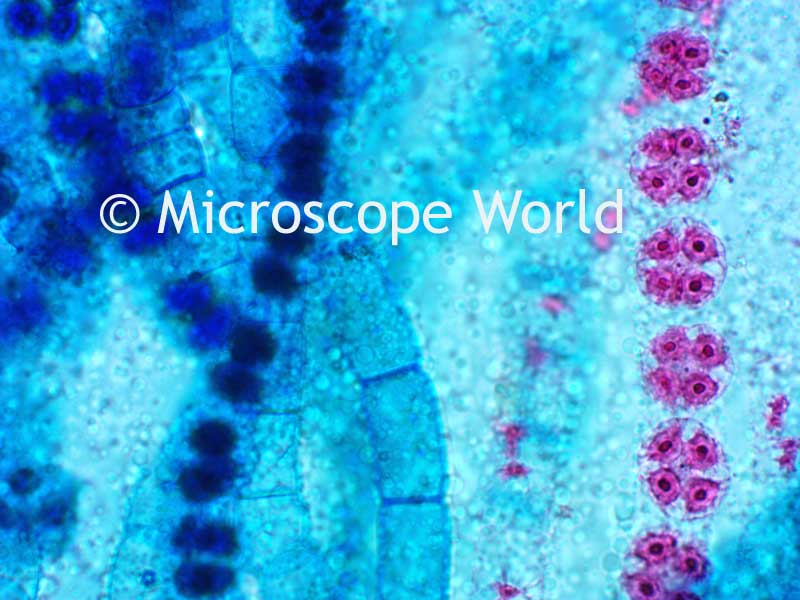 Microscope World Blog: What are Algae?