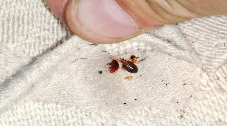 10 Cara Menghilangkan Tungau di Kasur dengan Mudah - Awal Sehatku