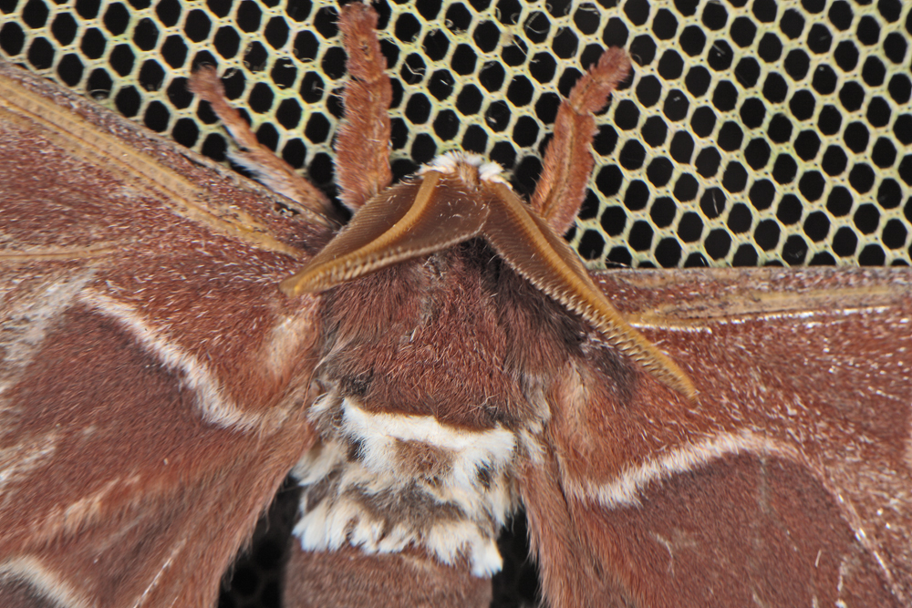 BunyipCo: September 2012