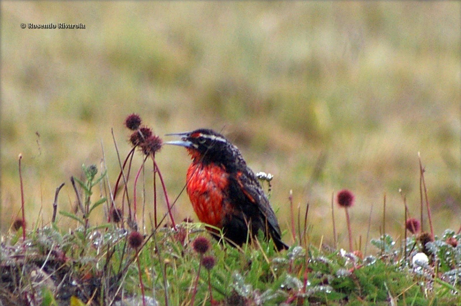 Aficionado a las Aves: LOICA COMUN