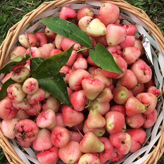 BONSAI.LUIZ RANGEL: JAMBO ROSA