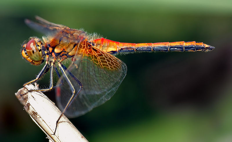 Dragonfly | Fun Animals Wiki, Videos, Pictures, Stories