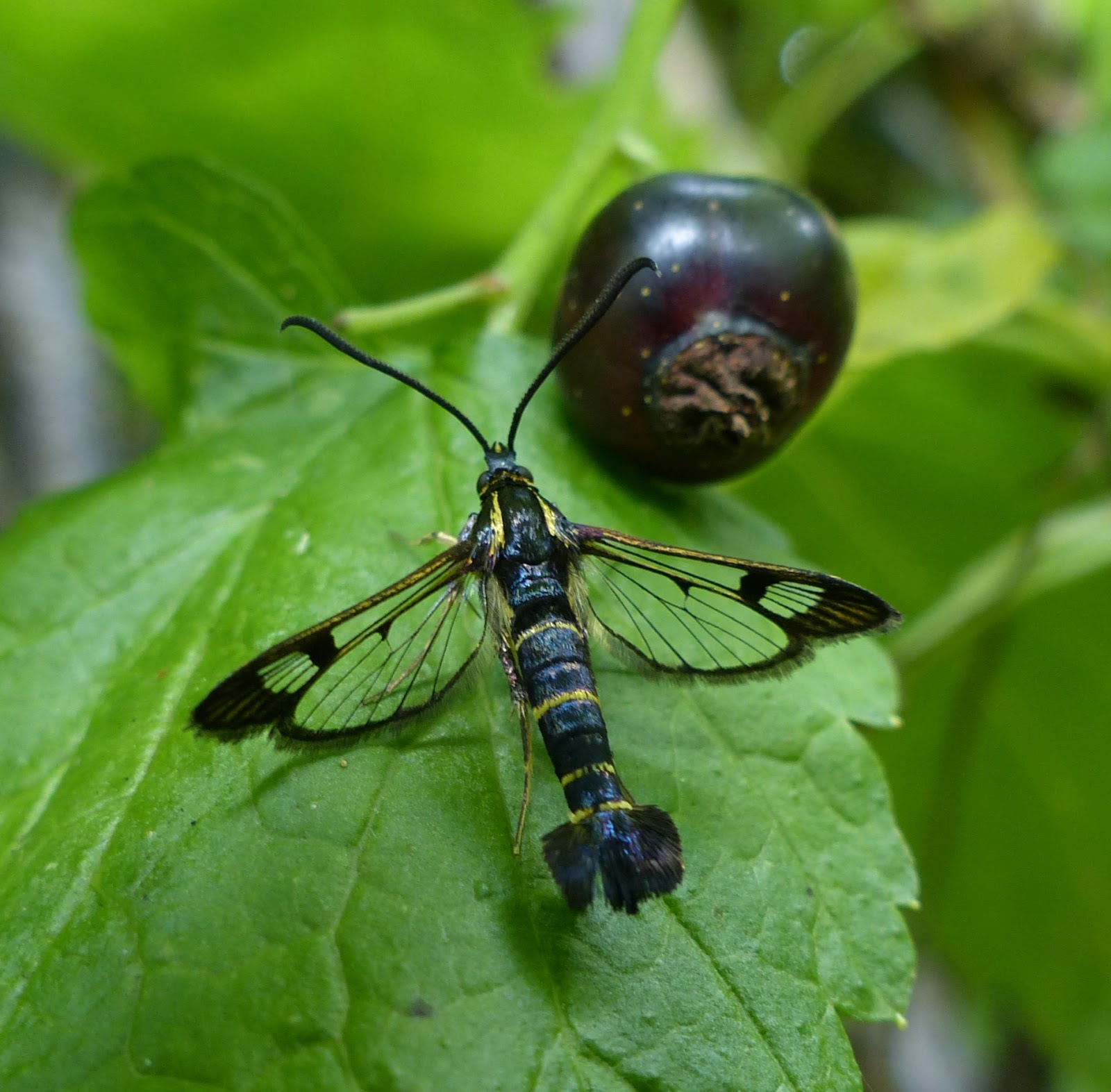 A Field Notebook: In the backyard