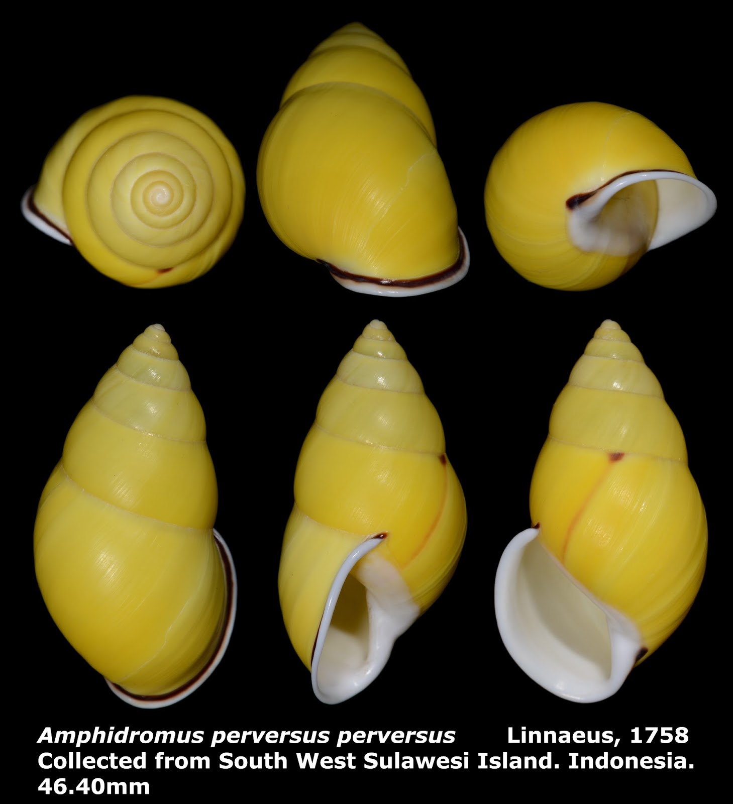 Dr. Lee's Gallery Museum: Amphidromus perversus perversus 39.52 to 47.42mm