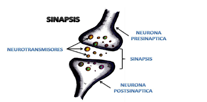 Proceso de sinapsis