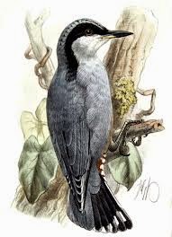 Laberinto en extinción: Trepador gigante (Sitta magna)