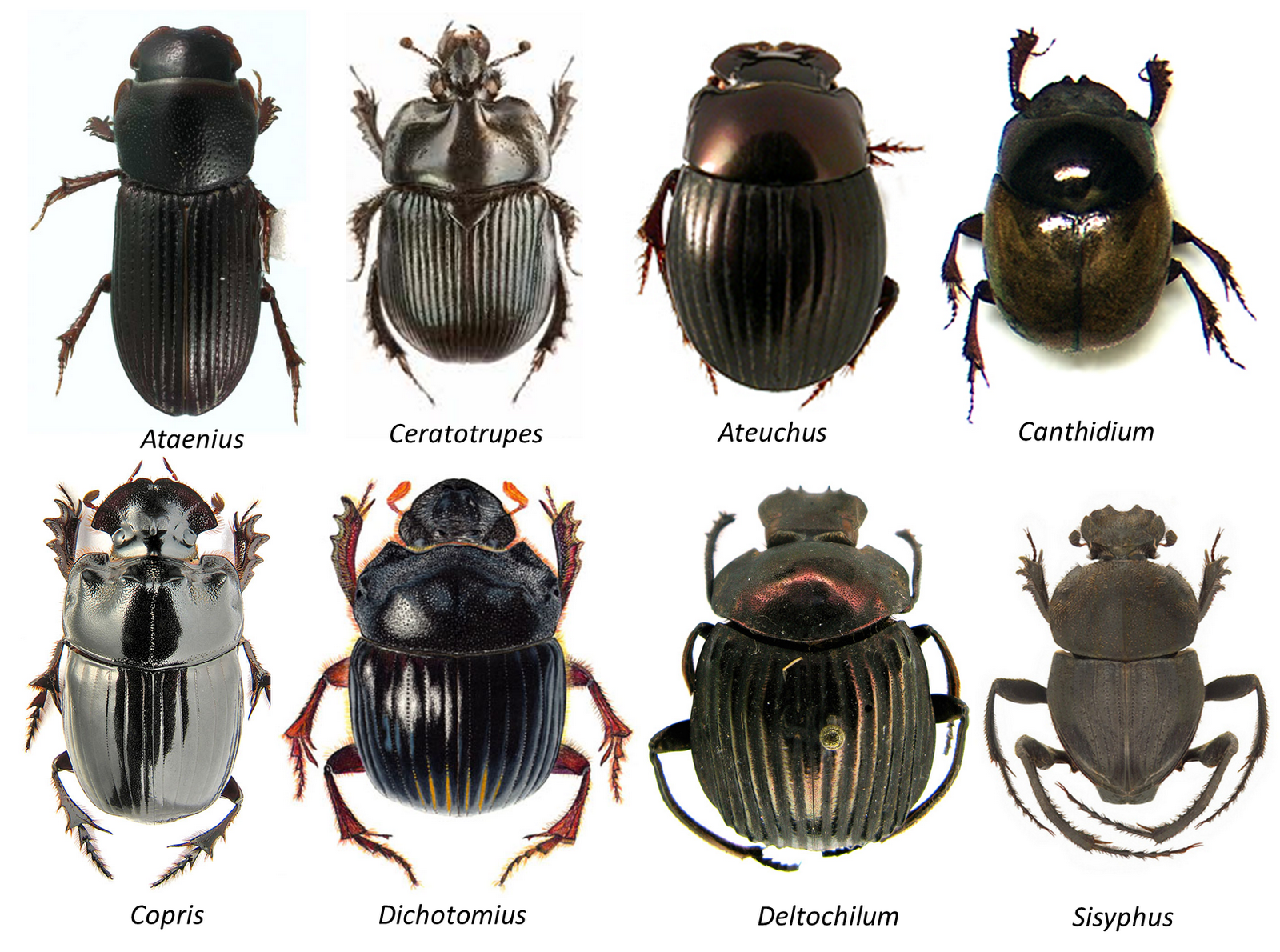 Spider Dung Beetle Sisyphus