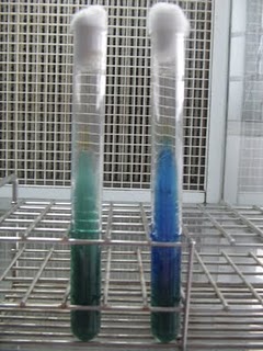 indah jayanti kumalasari: Uji Biokimia