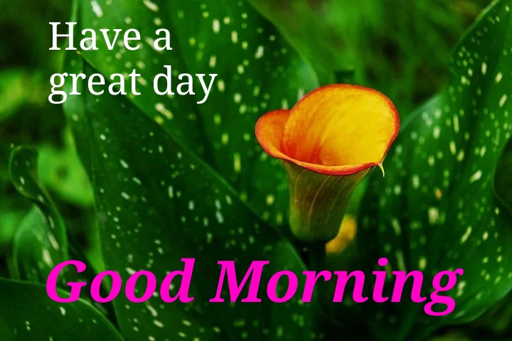 Top 10 Good Morning Images, Greetings, Pictures for Whatsapp - Good Morning