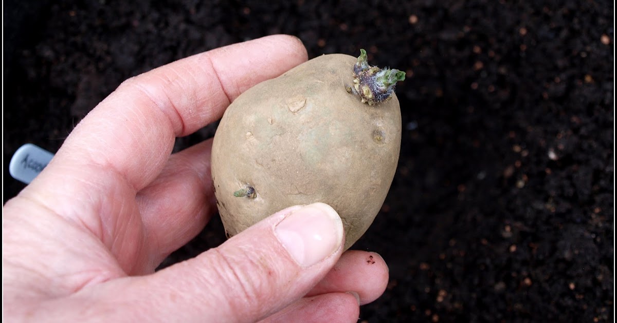 Mark's Veg Plot: Planting First Early Potatoes